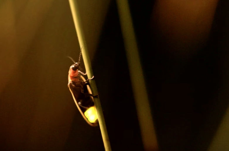 Researchers need public’s help searching for Utah fireflies | News ...